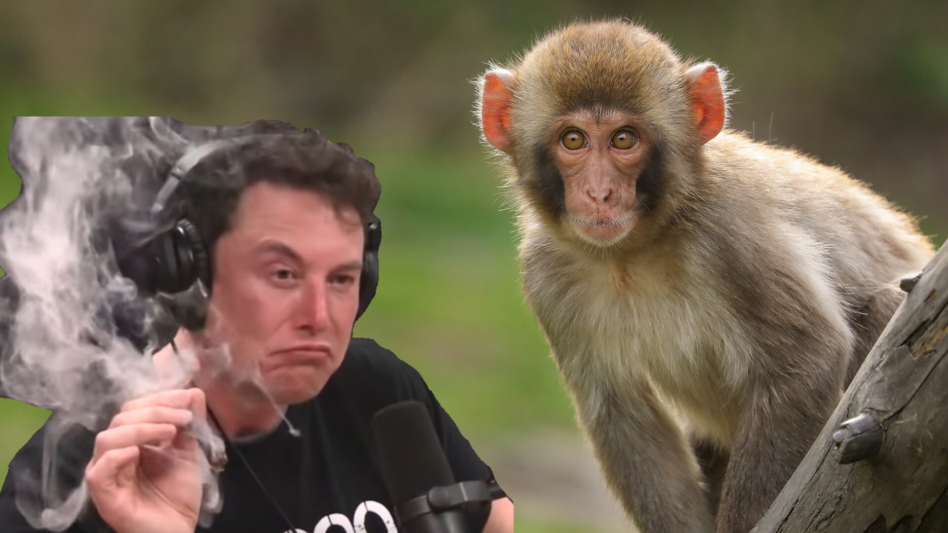 Elon Musk Did It: Monkeys Playing Video Games Using Their… | EarlyGame
